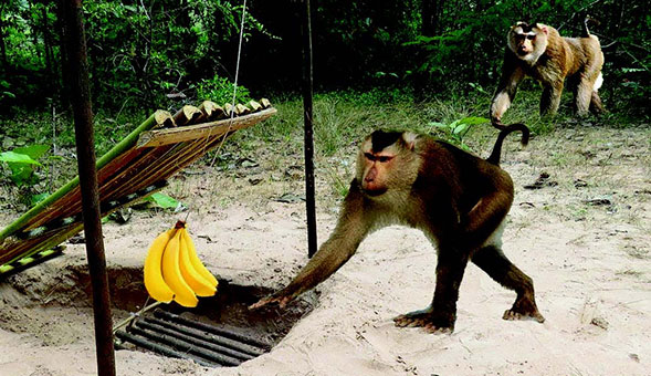 Five Monkeys – Light of Truth