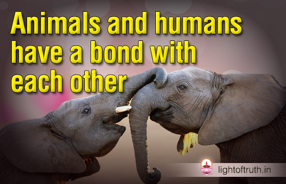 Animals and humans have a bond with each other – Light of Truth