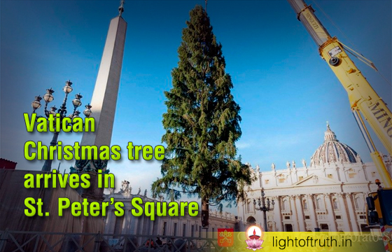 Vatican Christmas tree arrives in St. Peter’s Square - Light of Truth